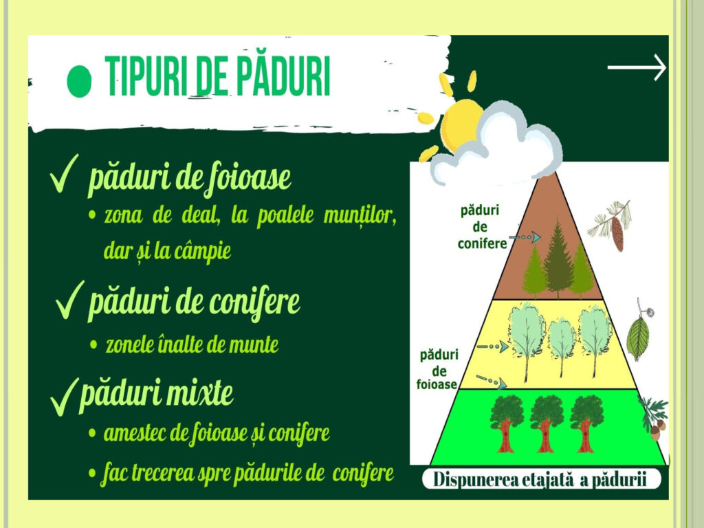 AcademiaABC – Medii de viață-Pădurea